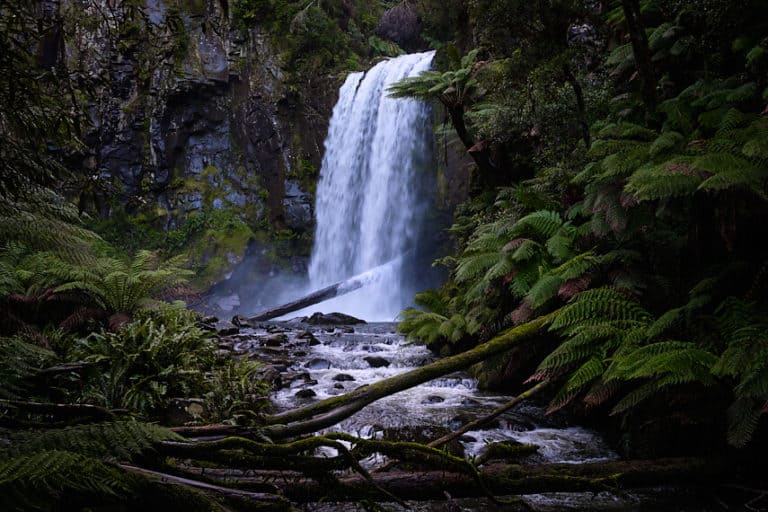 Top Tips for Exploring the Great Otway National Park | Great Ocean Road ...
