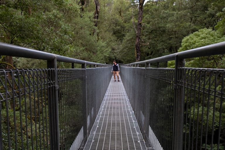 Top Tips for Exploring the Great Otway National Park | Great Ocean Road ...
